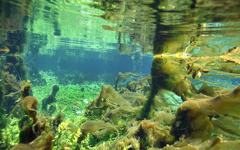 The Significance of Algae: Earth's Unsung Heroes