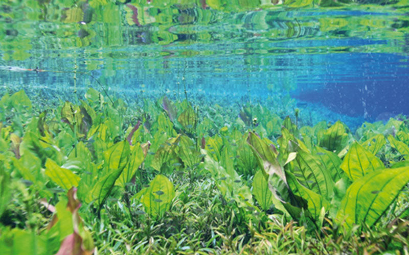 Underwater River Plants Change The Stance On Aquatic Plants Lake