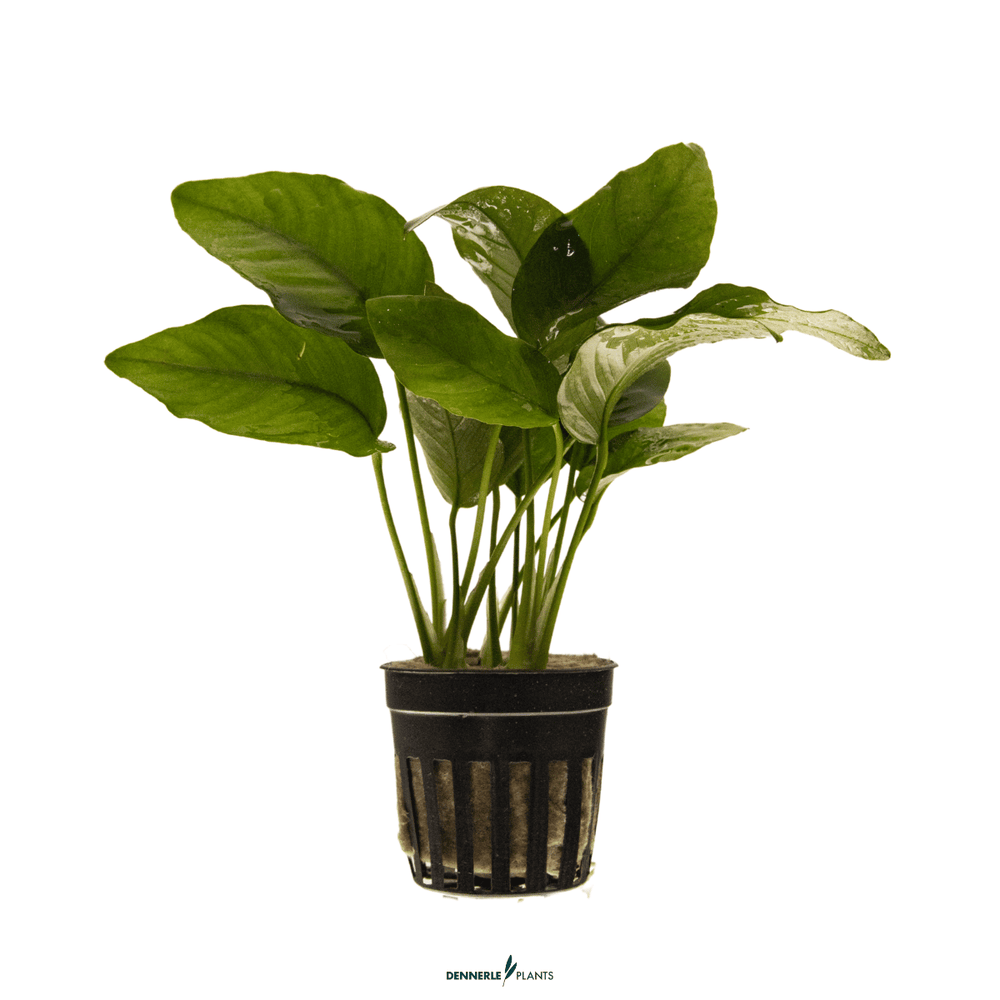 Anubias barteri var. barteri in POT - Hardy & Lush Aquarium Plant