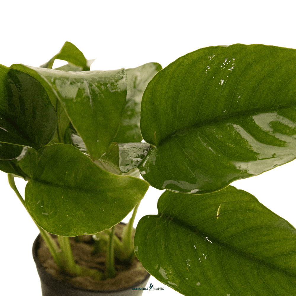 Anubias barteri var. barteri in POT - Hardy & Lush Aquarium Plant