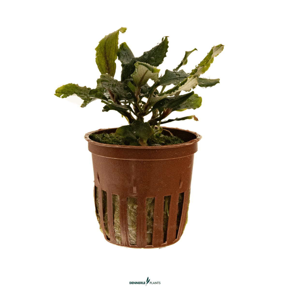 Bucephalandra sp. ‘Red’ in Pot - Vibrant & Hardy Aquarium Plant