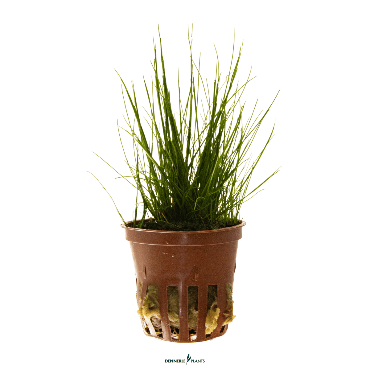 Eleocharis parvula in Pot - Lush Dwarf Hairgrass for Aquascaping