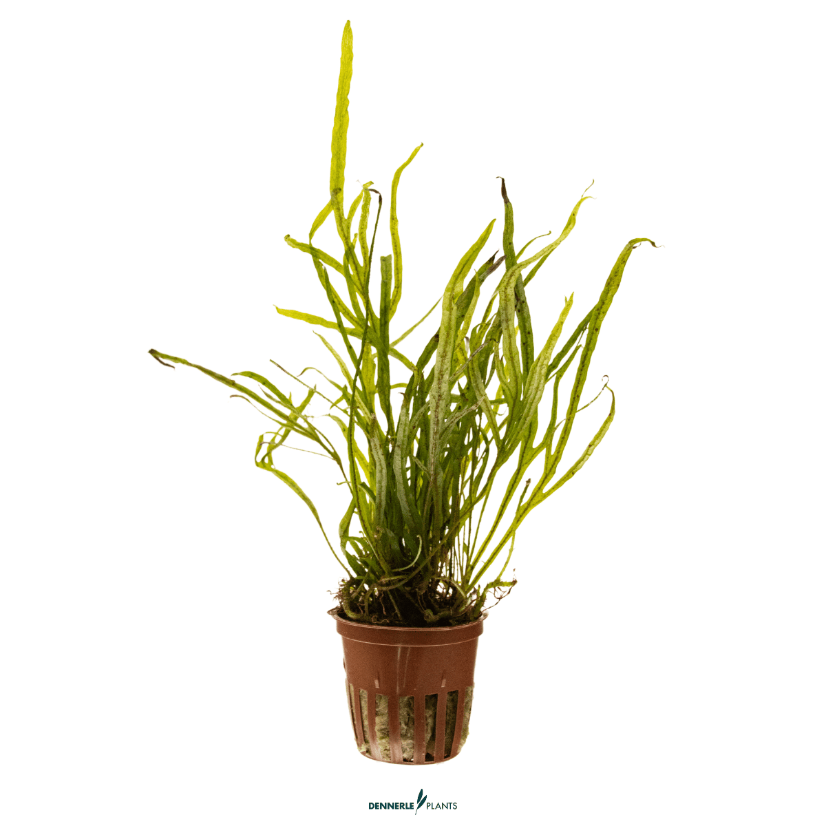 Microsorum pteropus 'Trident' in Pot - Unique & Hardy Java Fern