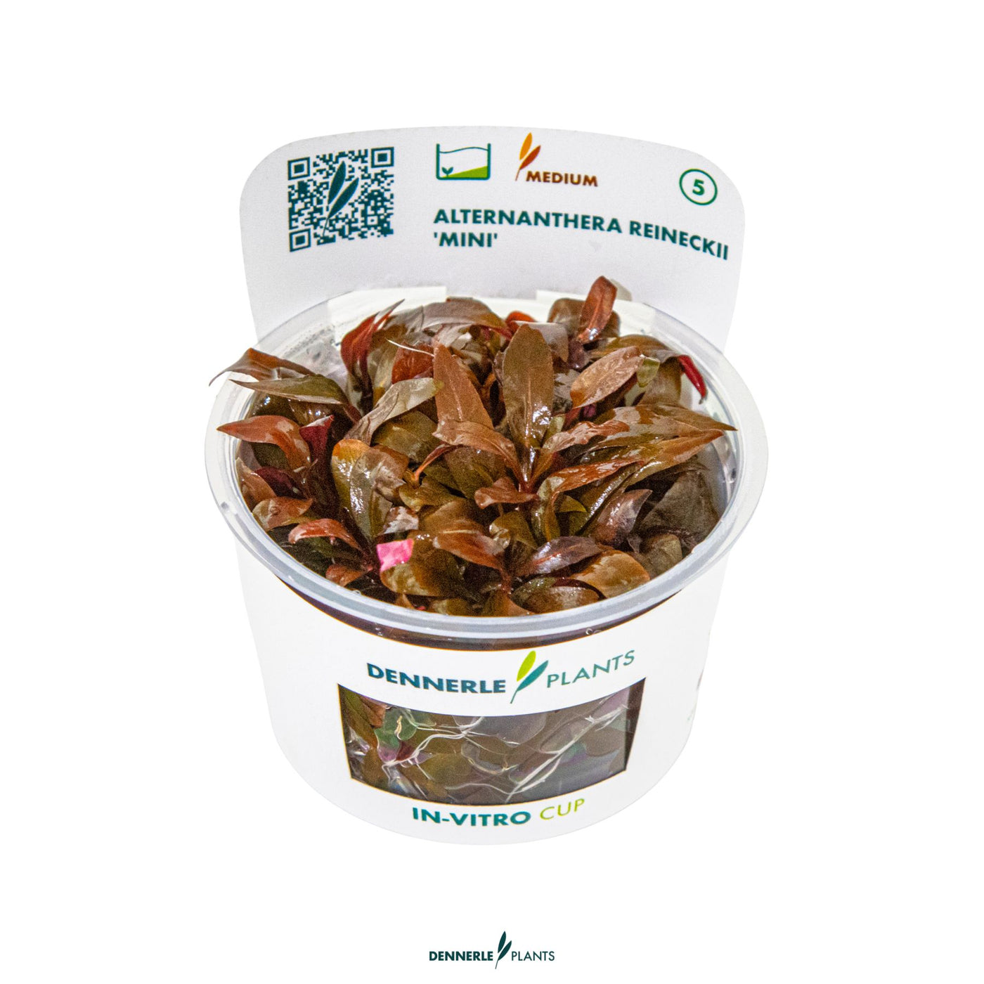 Dennerle Plants UK | Aquarium Plants & Maintenance CARE Products