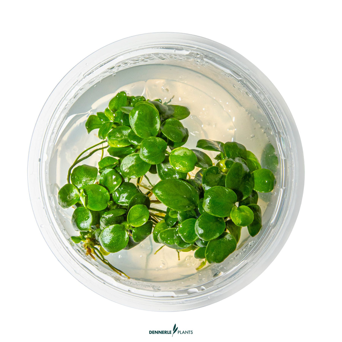 Anubias barteri 'Mini Coin' | Tiny Epiphyte for Aquascaping & Nano Tanks