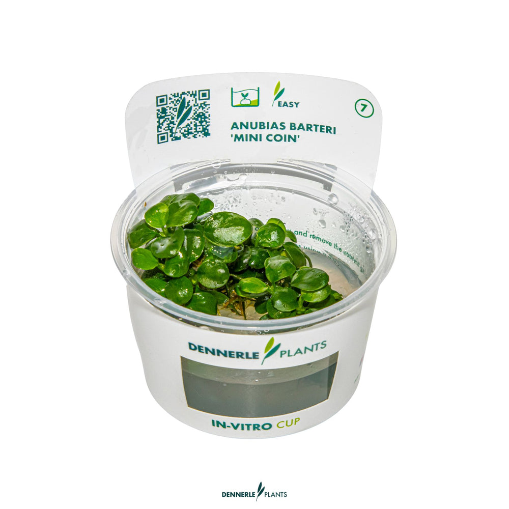 Anubias barteri 'Mini Coin' | Tiny Epiphyte for Aquascaping & Nano Tanks