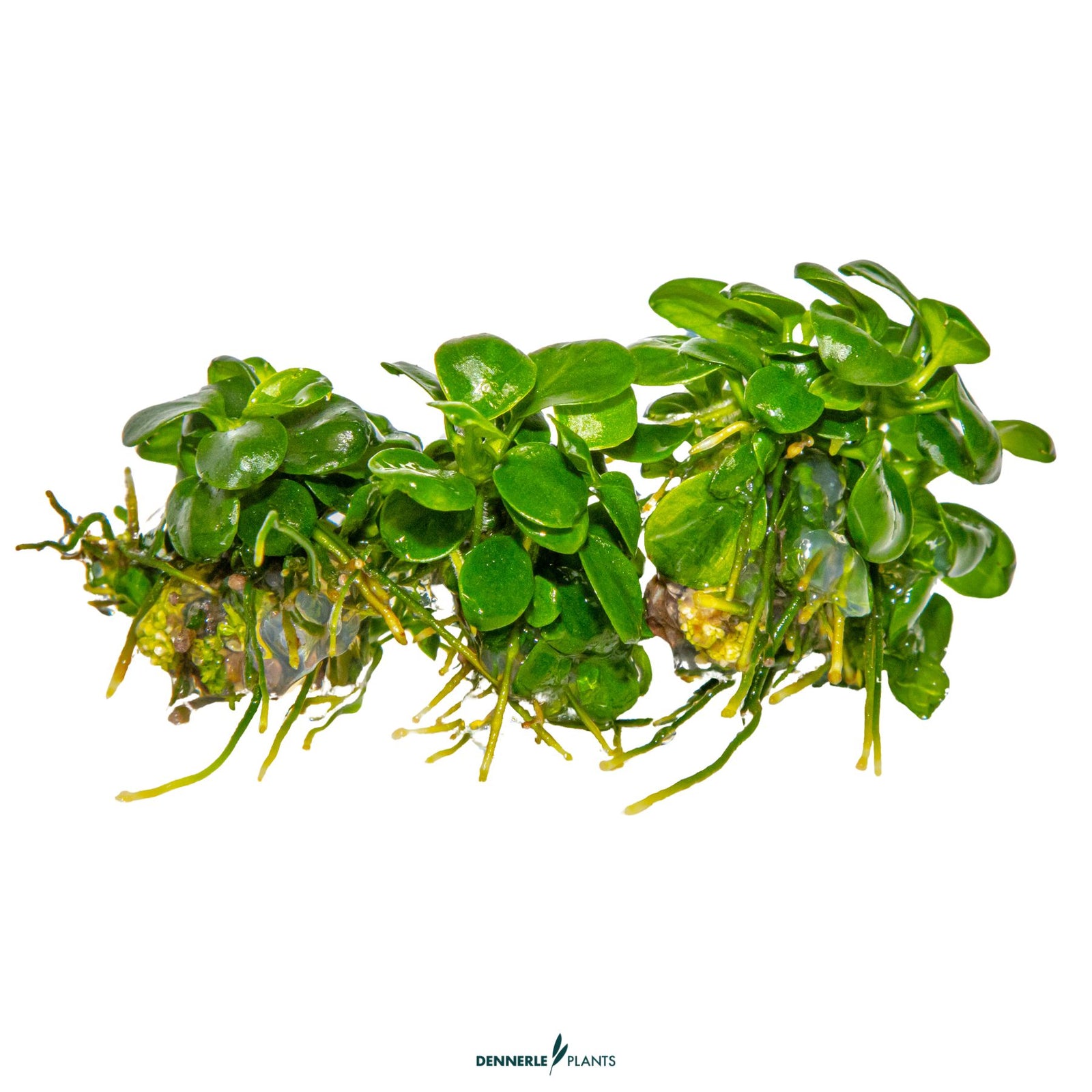 Anubias barteri 'Mini Coin' | Dennerle Plants UK