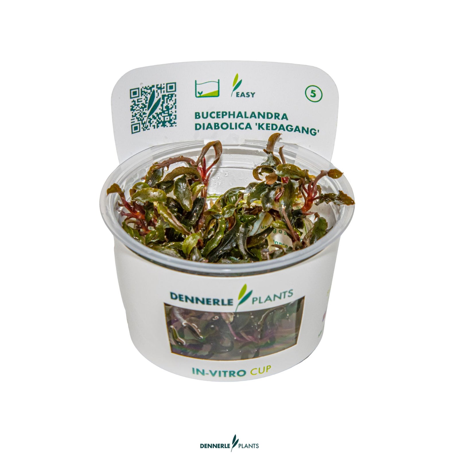 Aquarium Plants online UK & Aquascaping Supplies | Dennerle Plants UK