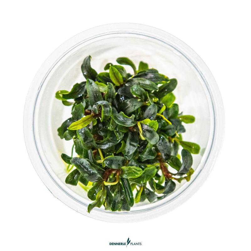 Aquarium Plants online UK & Aquascaping Supplies | Dennerle Plants UK