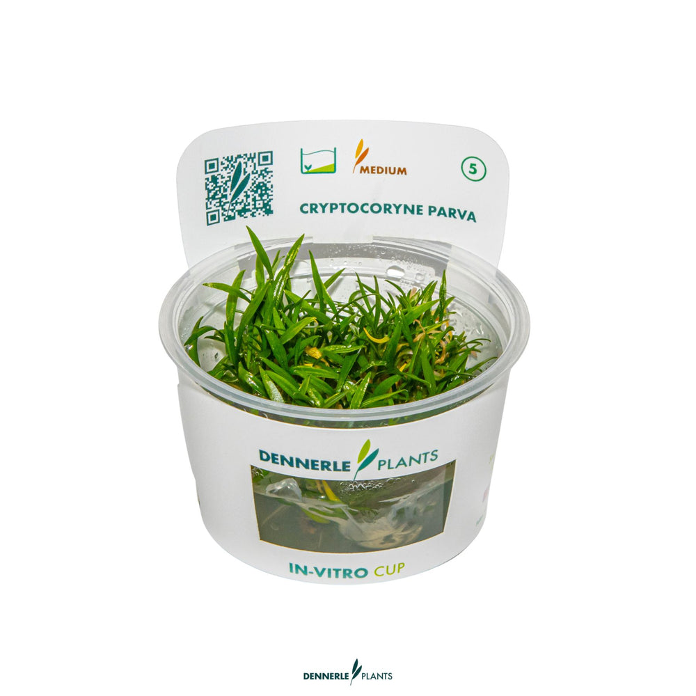 Cryptocoryne parva - Compact Foreground Aquarium Plant | Low-Growing Crypt