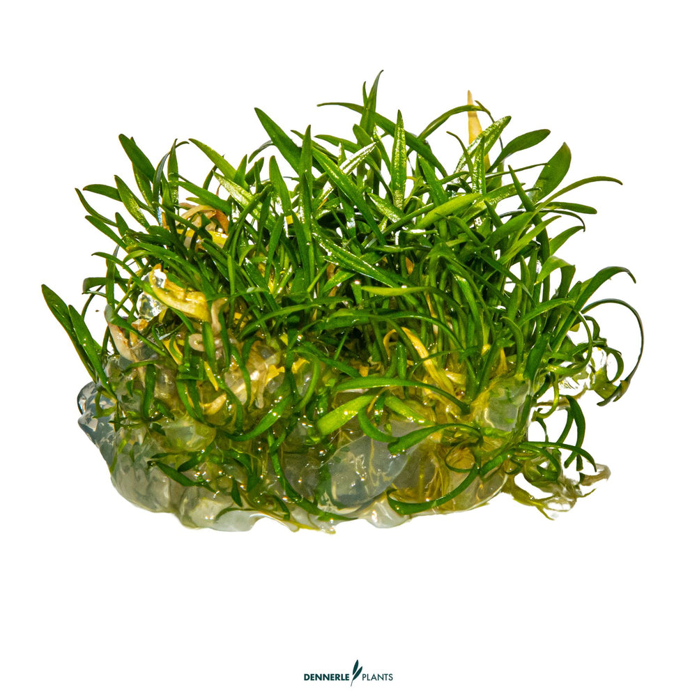 Cryptocoryne parva - Compact Foreground Aquarium Plant | Low-Growing Crypt