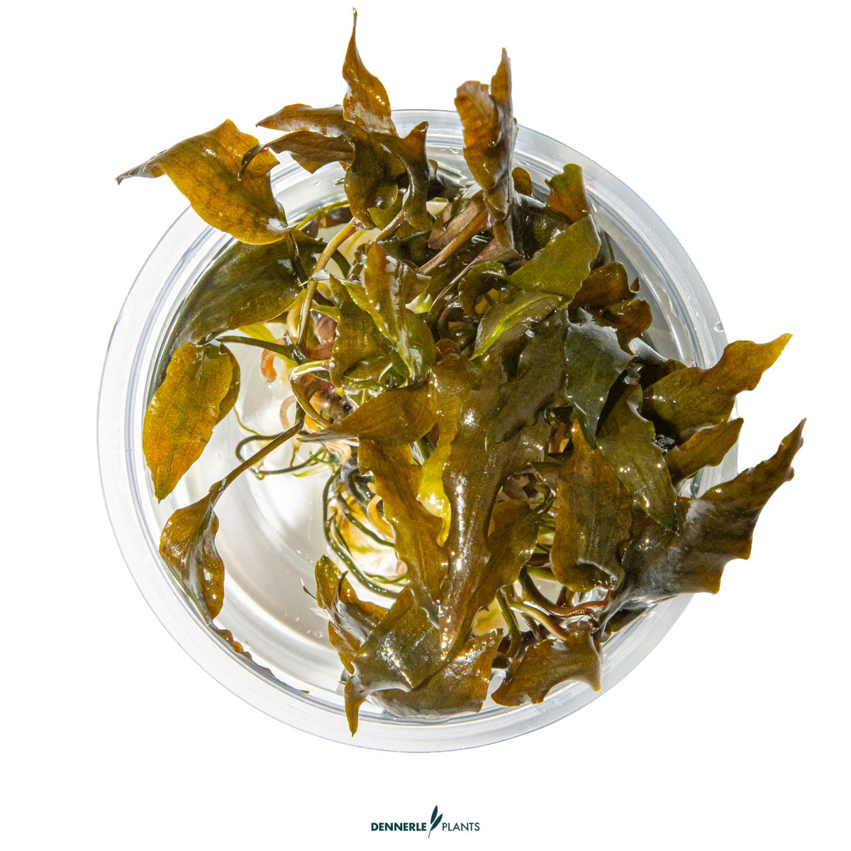 Cryptocoryne wendtii 'Mi Oya' | Bronze-Red Midground Aquarium Plant