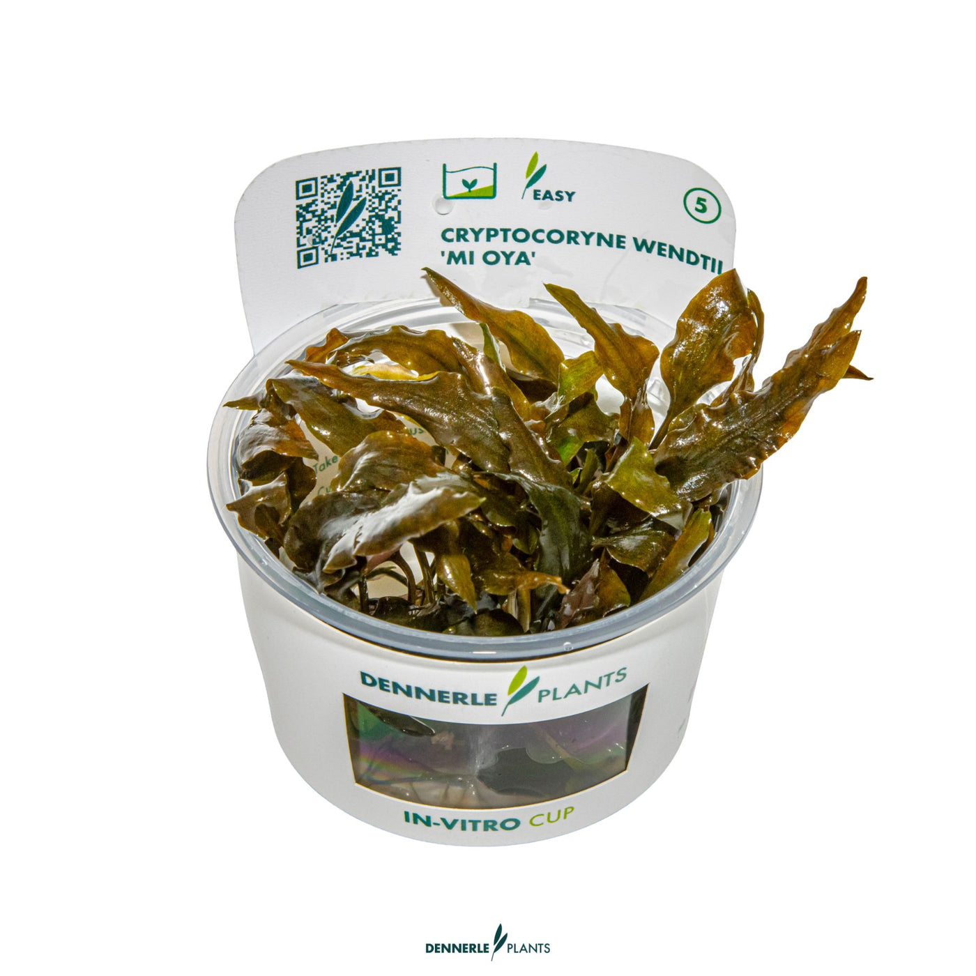 Cryptocoryne wendtii 'Mi Oya' | Bronze-Red Midground Aquarium Plant