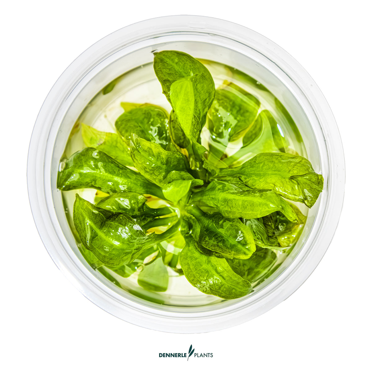 Dennerle Plants UK | Aquarium Plants & Maintenance CARE Products