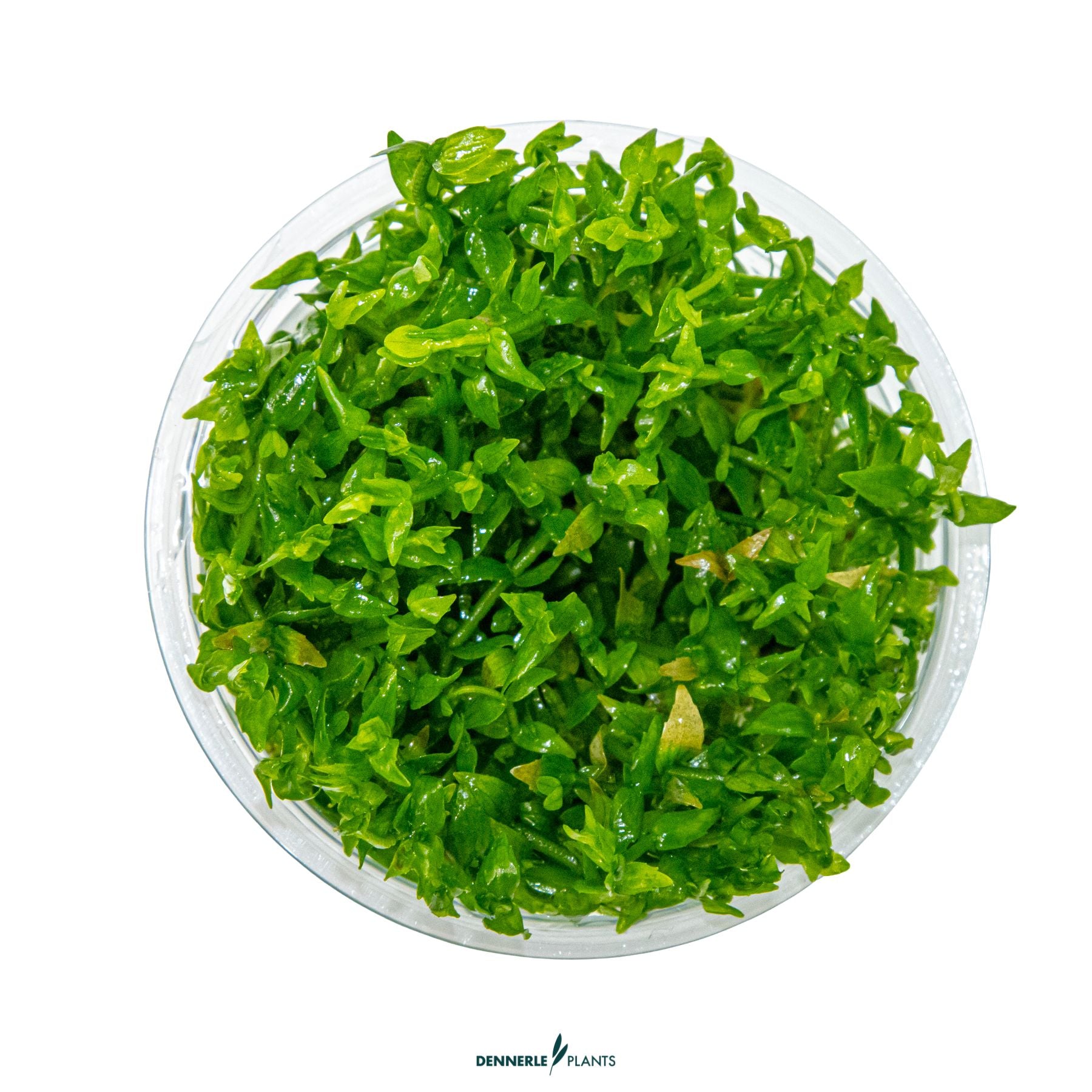 Gratiola viscidula | Compact Foreground Stem Plant