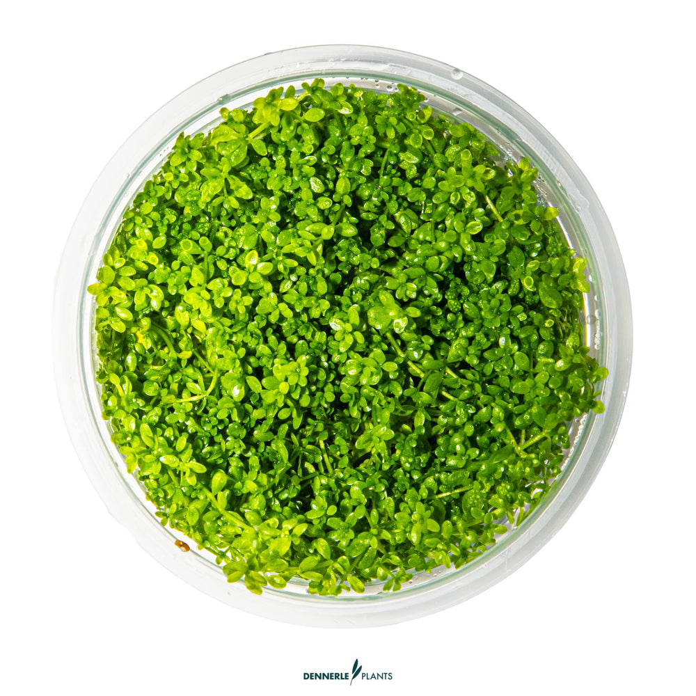 Micranthemum callitrichoides ‘Cuba’ – Dense Carpet Aquarium Plant