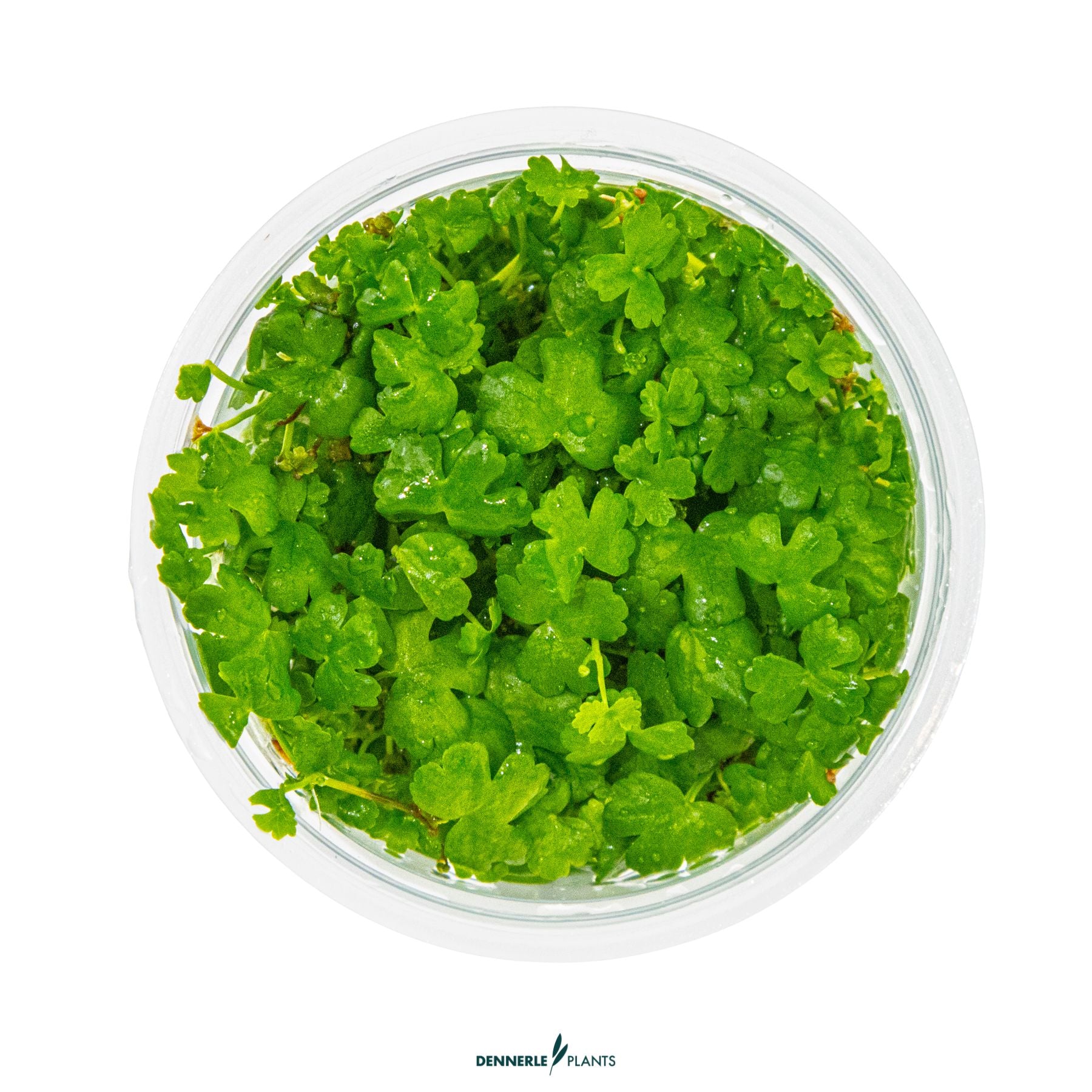 Hydrocotyle tripartita - Fast-Growing Foreground Carpet Plant