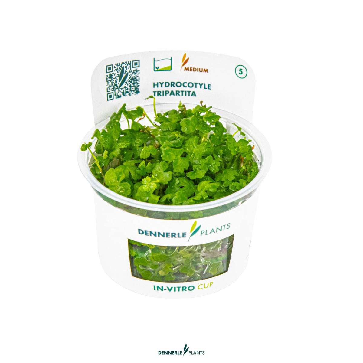 Hydrocotyle tripartita - Fast-Growing Foreground Carpet Plant