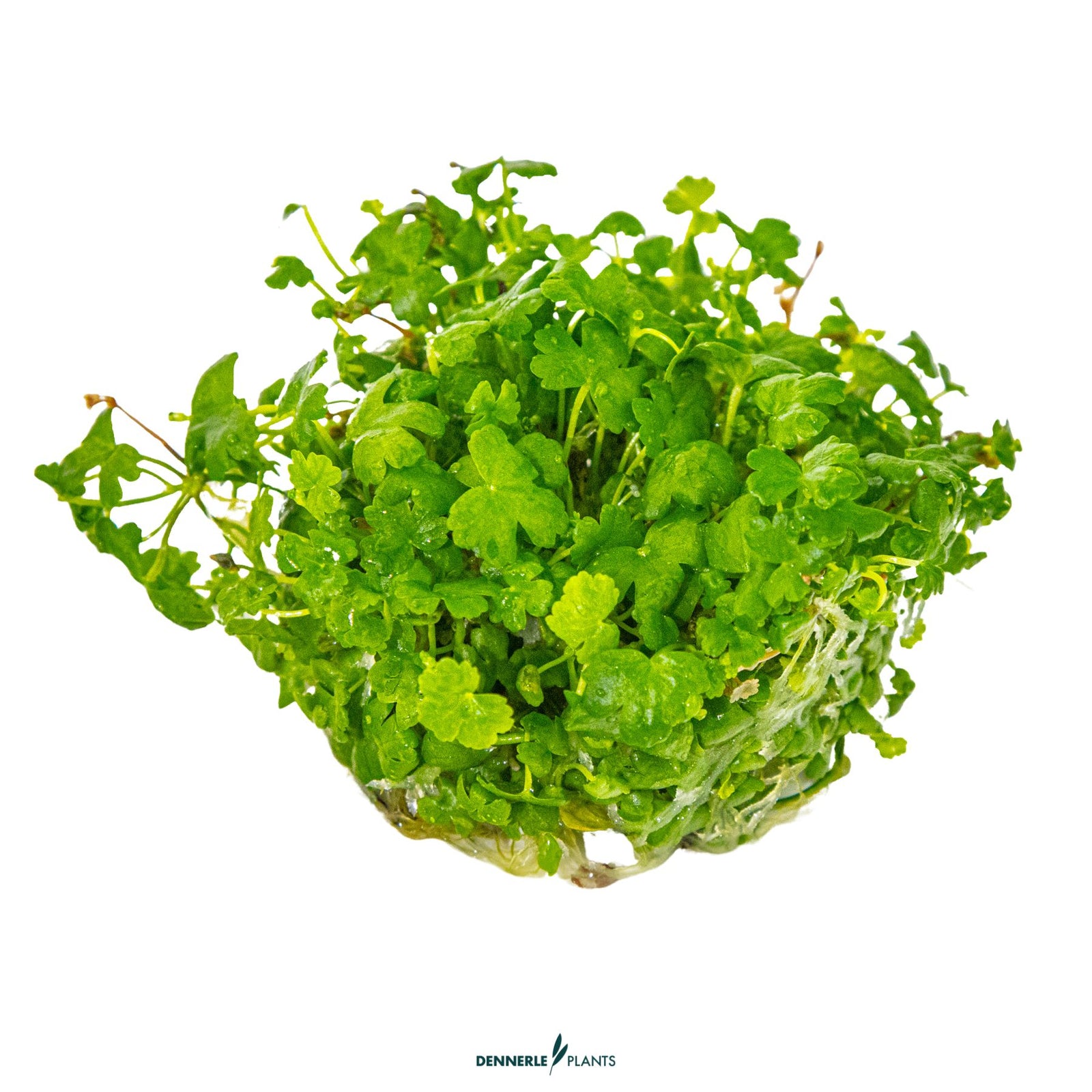 Hydrocotyle tripartita - Fast-Growing Foreground Carpet Plant