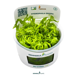 Dennerle Plants UK | Aquarium Plants & Maintenance CARE Products