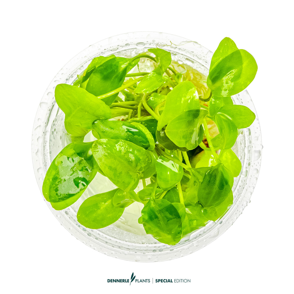 Lagenandra 'Bleeding heart' - Rare midground Aquarium Plant UK