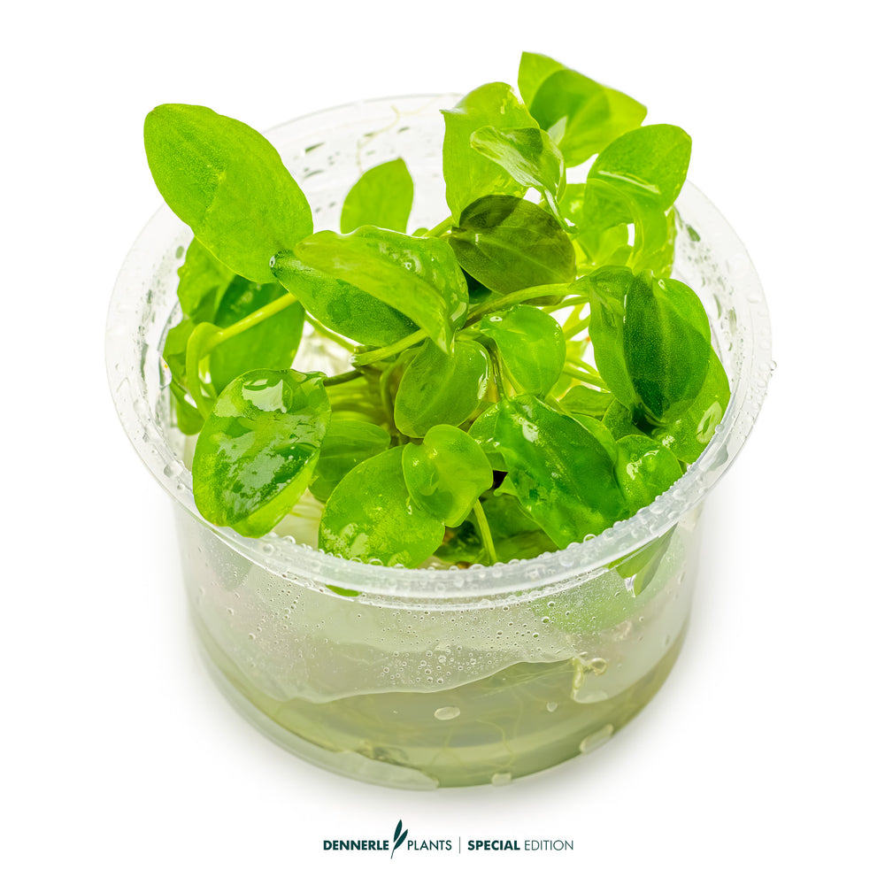 Lagenandra 'Bleeding heart' - Rare midground Aquarium Plant UK