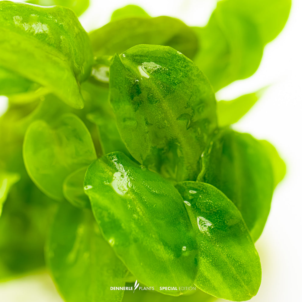 Lagenandra 'Bleeding heart' - Rare midground Aquarium Plant UK