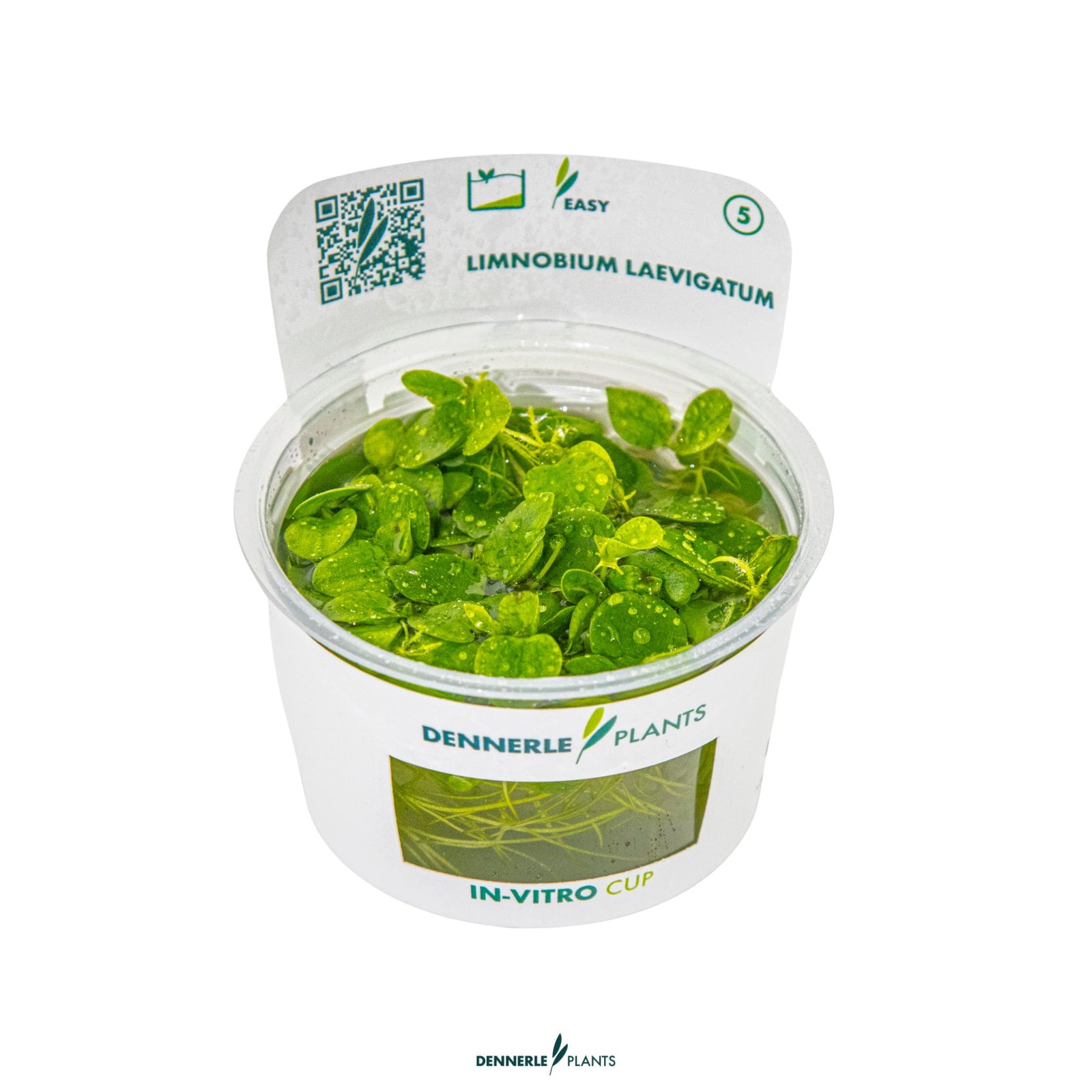 Dennerle Plants UK | Aquarium Plants & Maintenance CARE Products