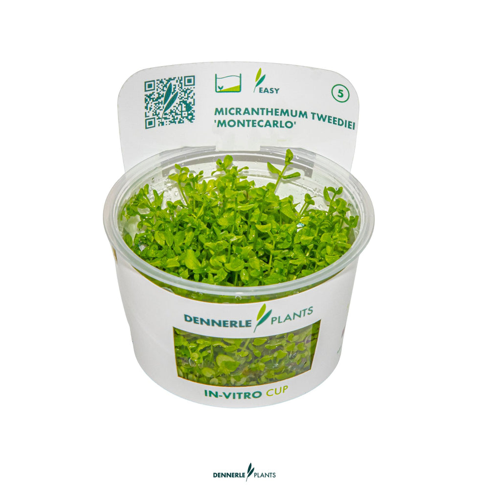 Aquarium Plants online UK & Aquascaping Supplies | Dennerle Plants UK