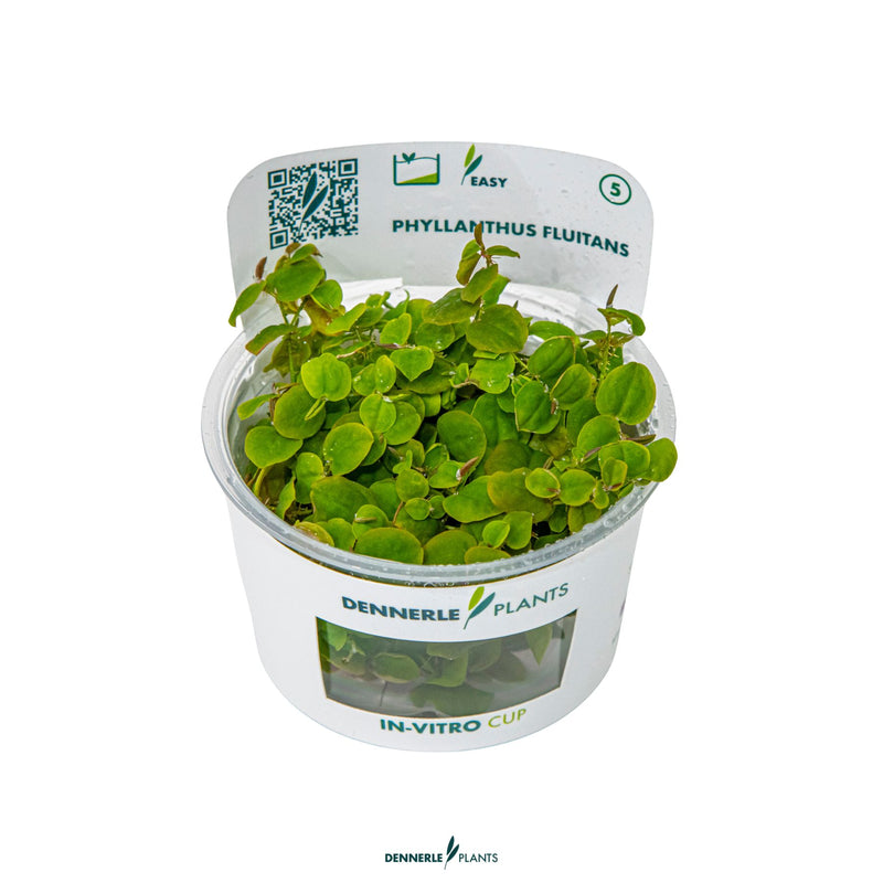 Dennerle Plants UK | Aquarium Plants & Maintenance CARE Products