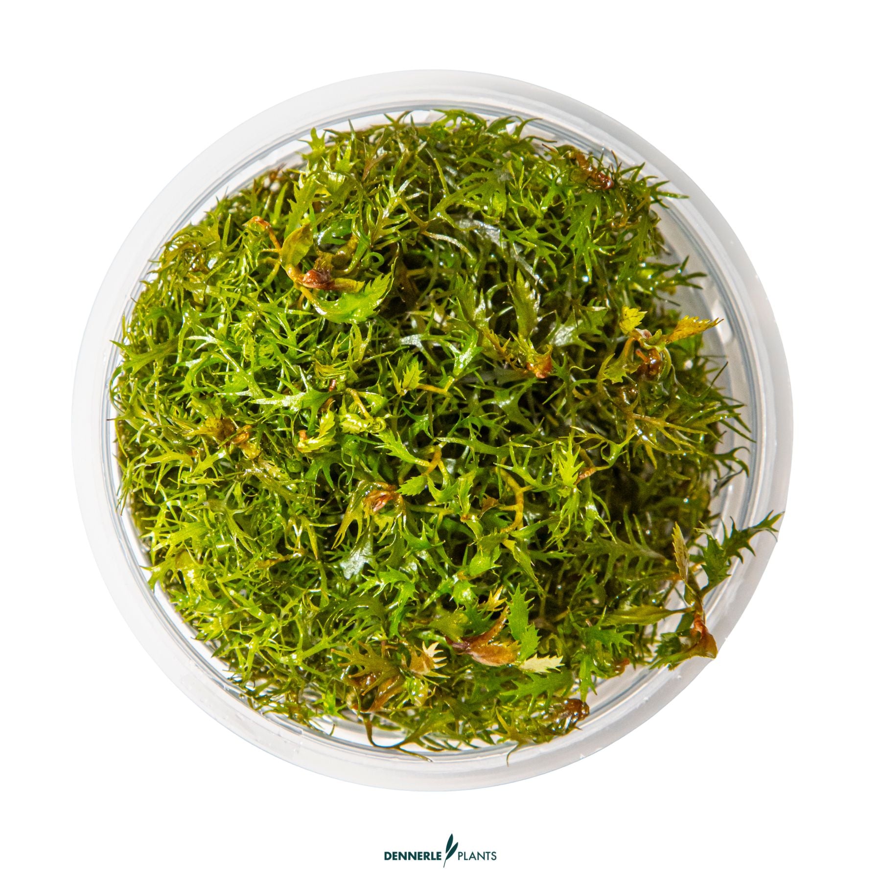 Proserpinaca palustris 'Cuba' | Mermaid Weed Aquarium Plant - Red ...