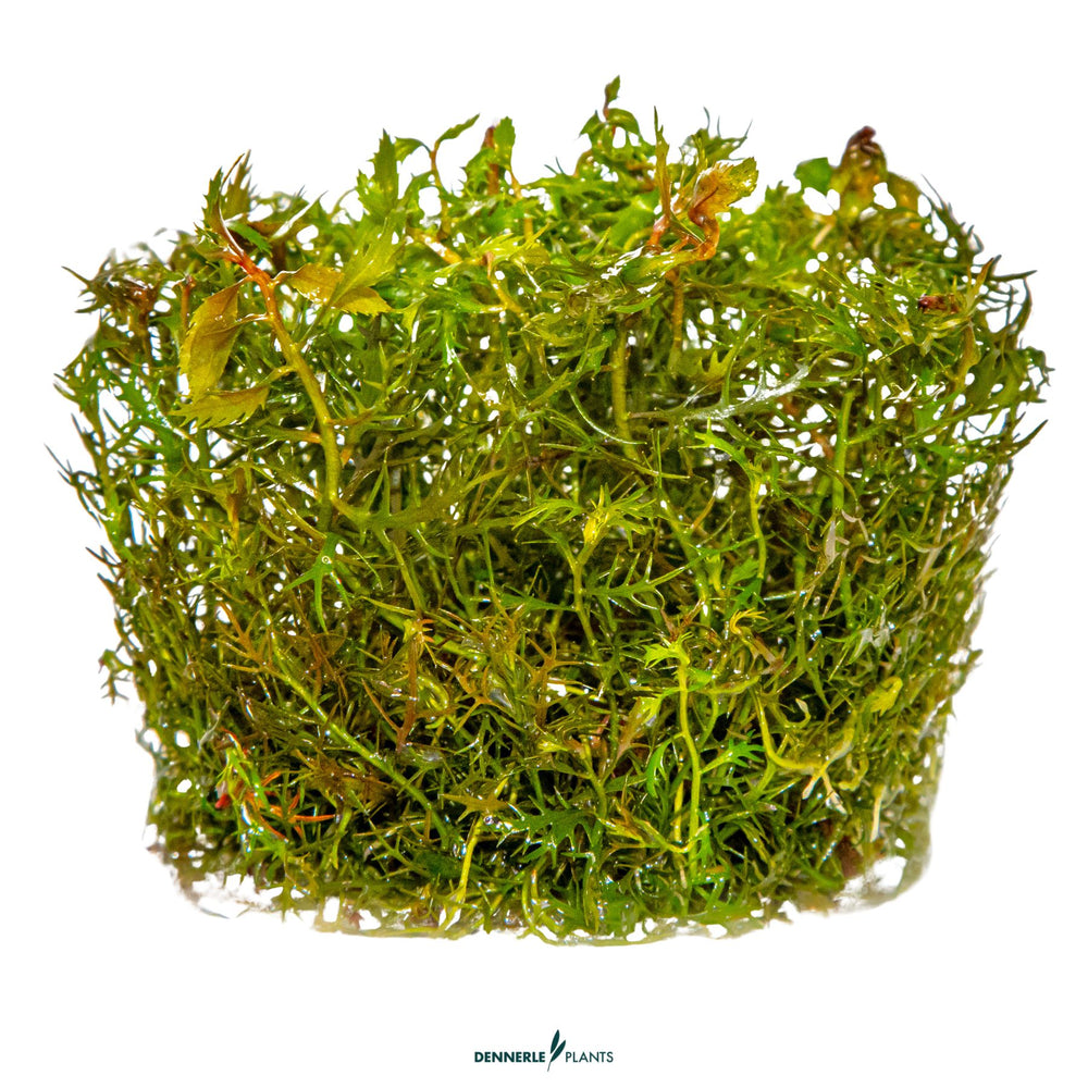 Proserpinaca palustris 'Cuba' | Mermaid Weed Aquarium Plant - Red ...