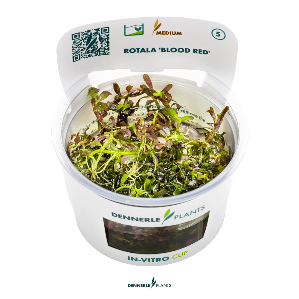 Rotala Rotundifolia 'Blood red' | Dennerle Plants UK