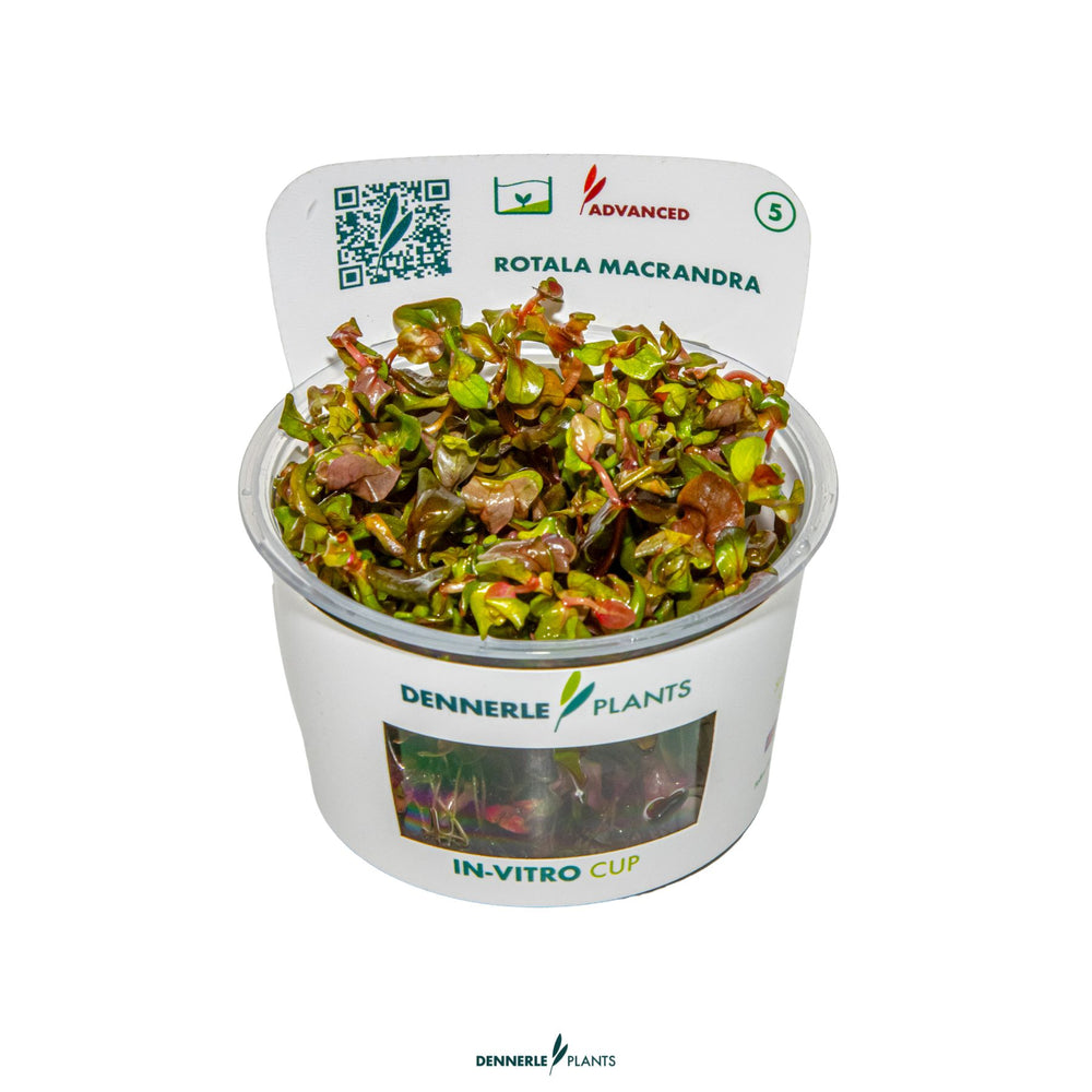Rotala macrandra | Intense Red Stem Plant for Advanced Aquascaping