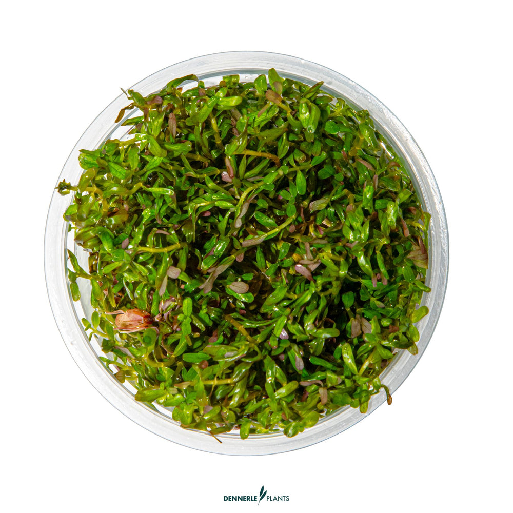 Rotala rotundifolia 'H'ra' - Vibrant Red Stem Plant for Aquascaping