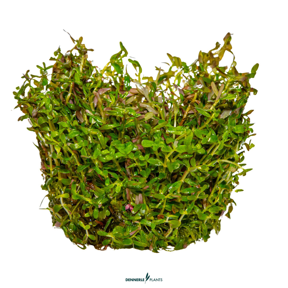 Rotala rotundifolia 'H'ra' - Vibrant Red Stem Plant for Aquascaping