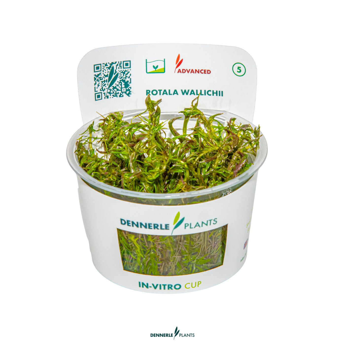 Rotala wallichii | Pink to Red Stem Plant | Background Aquarium Plant UK