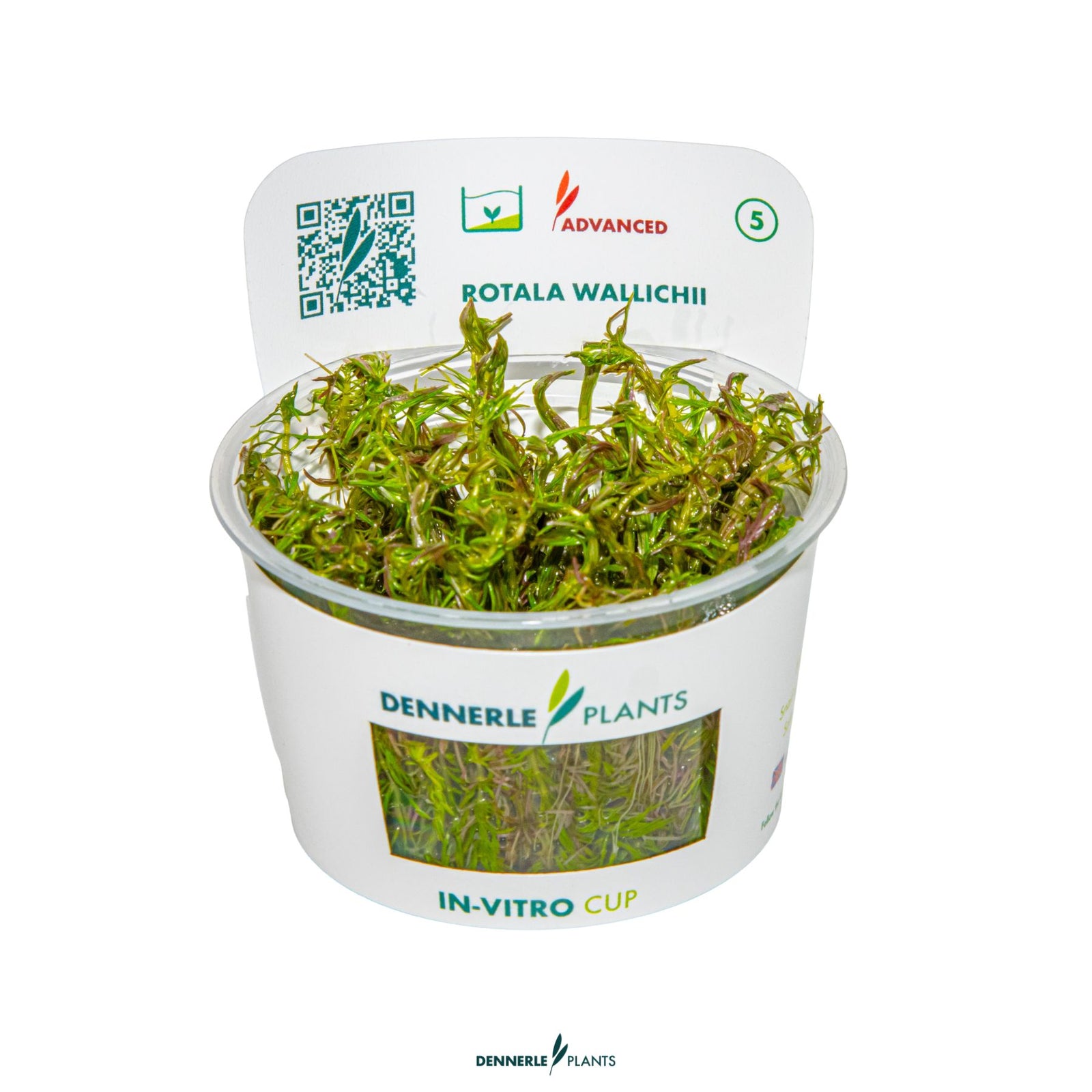 Rotala wallichii | Pink to Red Stem Plant | Background Aquarium Plant UK