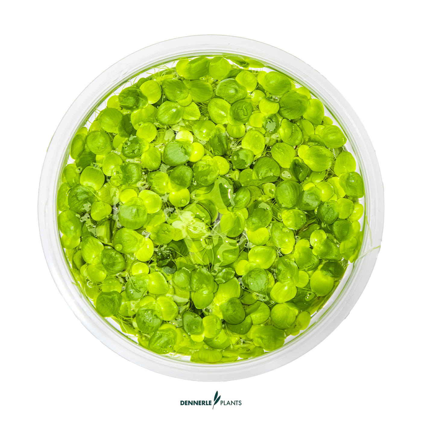 Spirodela Polyrrhiza | Dennerle Plants UK