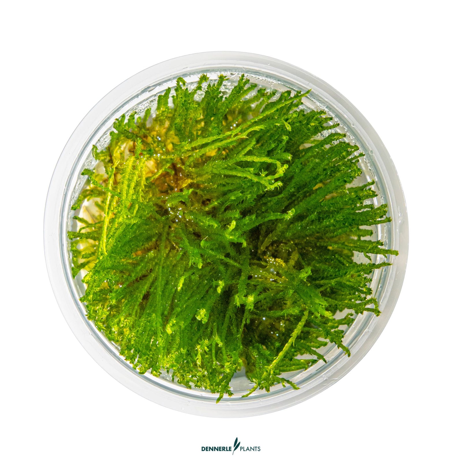 Aquarium Plants online UK & Aquascaping Supplies | Dennerle Plants UK