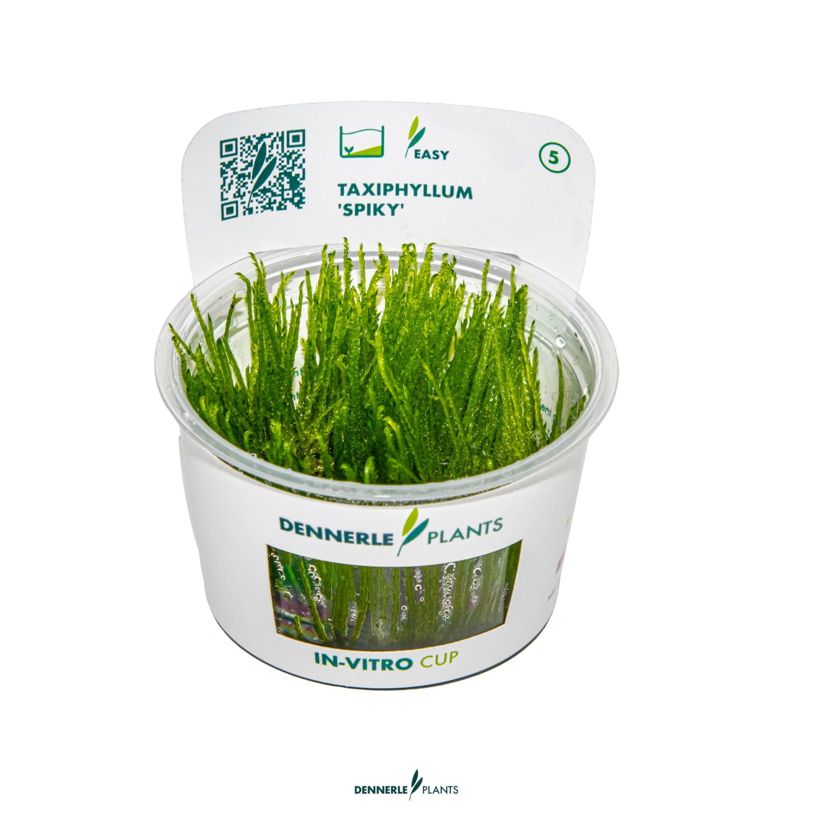 Aquarium Plants online UK & Aquascaping Supplies | Dennerle Plants UK