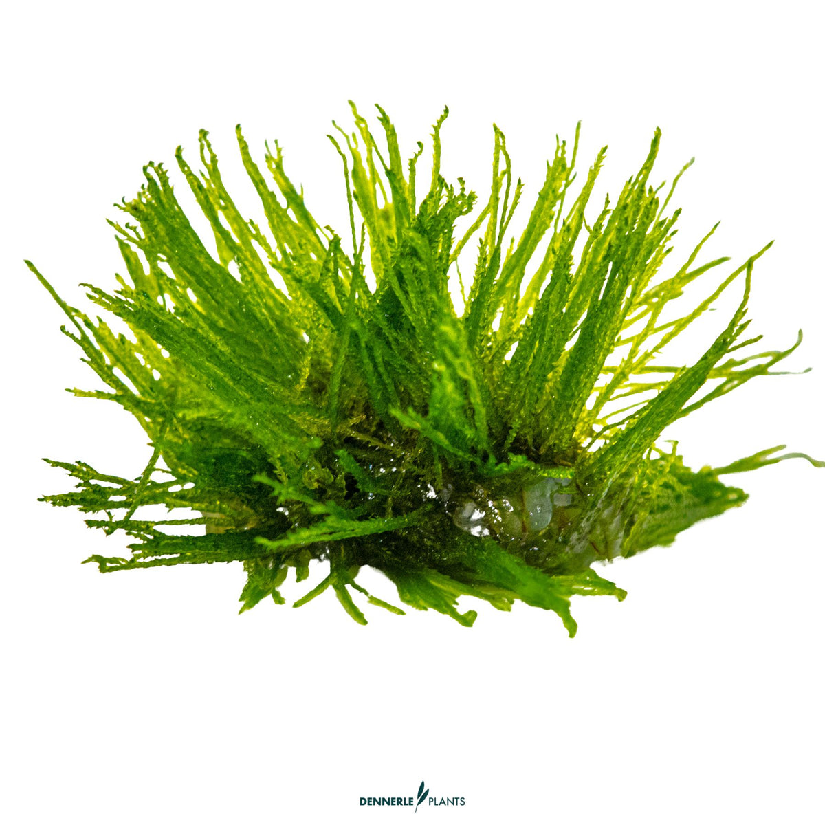 Taxiphyllum 'Spiky' | Dense Spiky Aquarium Moss | Easy Midground ...