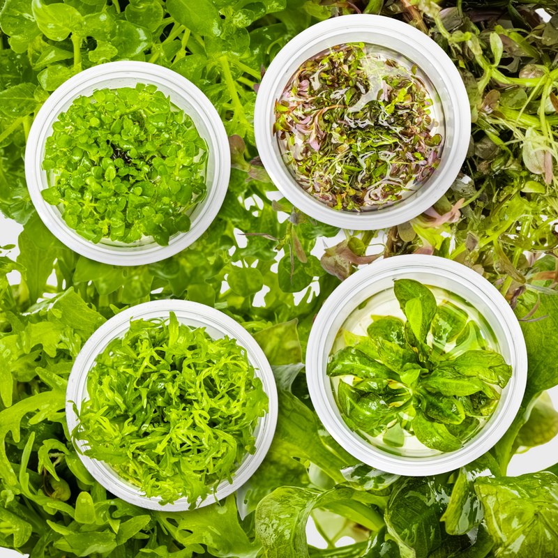 Dennerle Plants UK | Aquarium Plants & Maintenance CARE Products