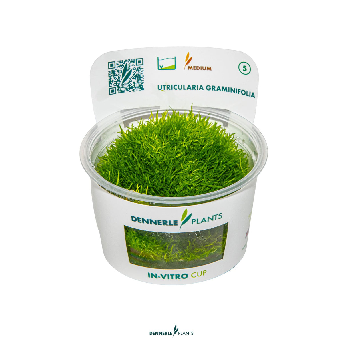 Utricularia graminifolia Carnivorous Carpet Plant | Fine-Leaved ...