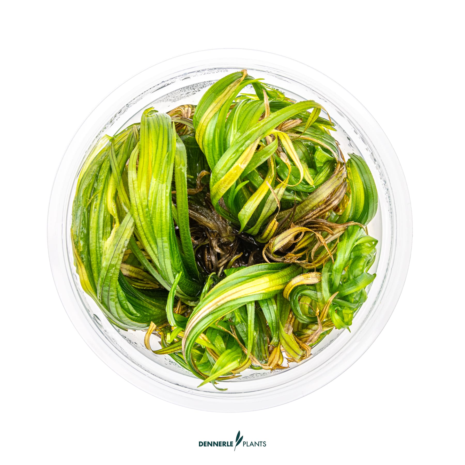 Blyxa japonica - Bushy Grass-like Midground Plant for Aquascaping