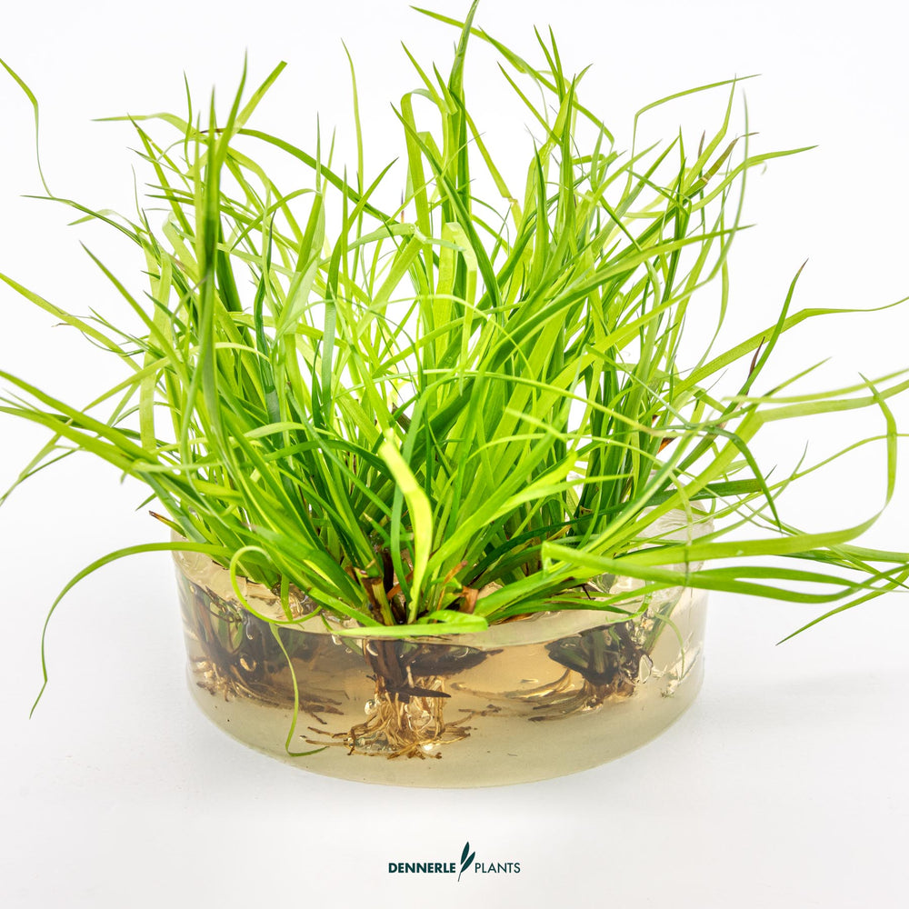 Juncus repens | Flexible Grass-Like Aquarium Stem Plant