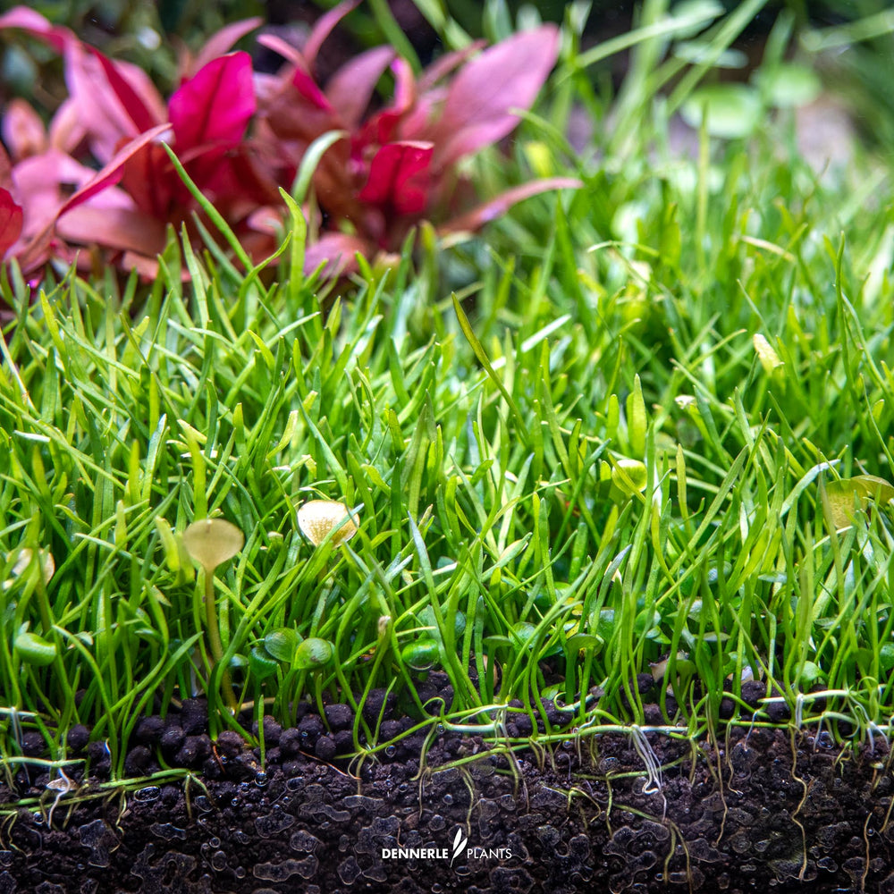Lilaeopsis brasiliensis - Foreground Carpet Plant for Aquascaping