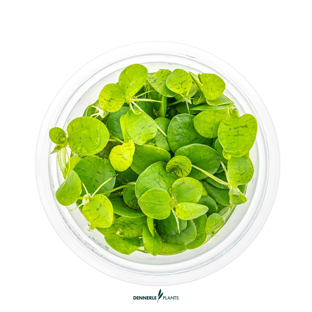 Dennerle Plants UK | Aquarium Plants & Maintenance CARE Products