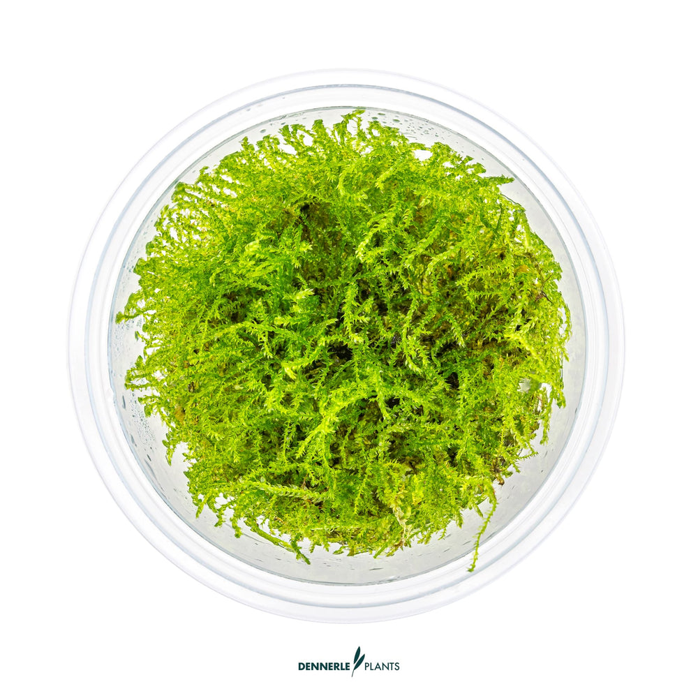 Taxiphyllum barbieri 'Bogor Moss' - Java moss | Easy Moss for Hardscape