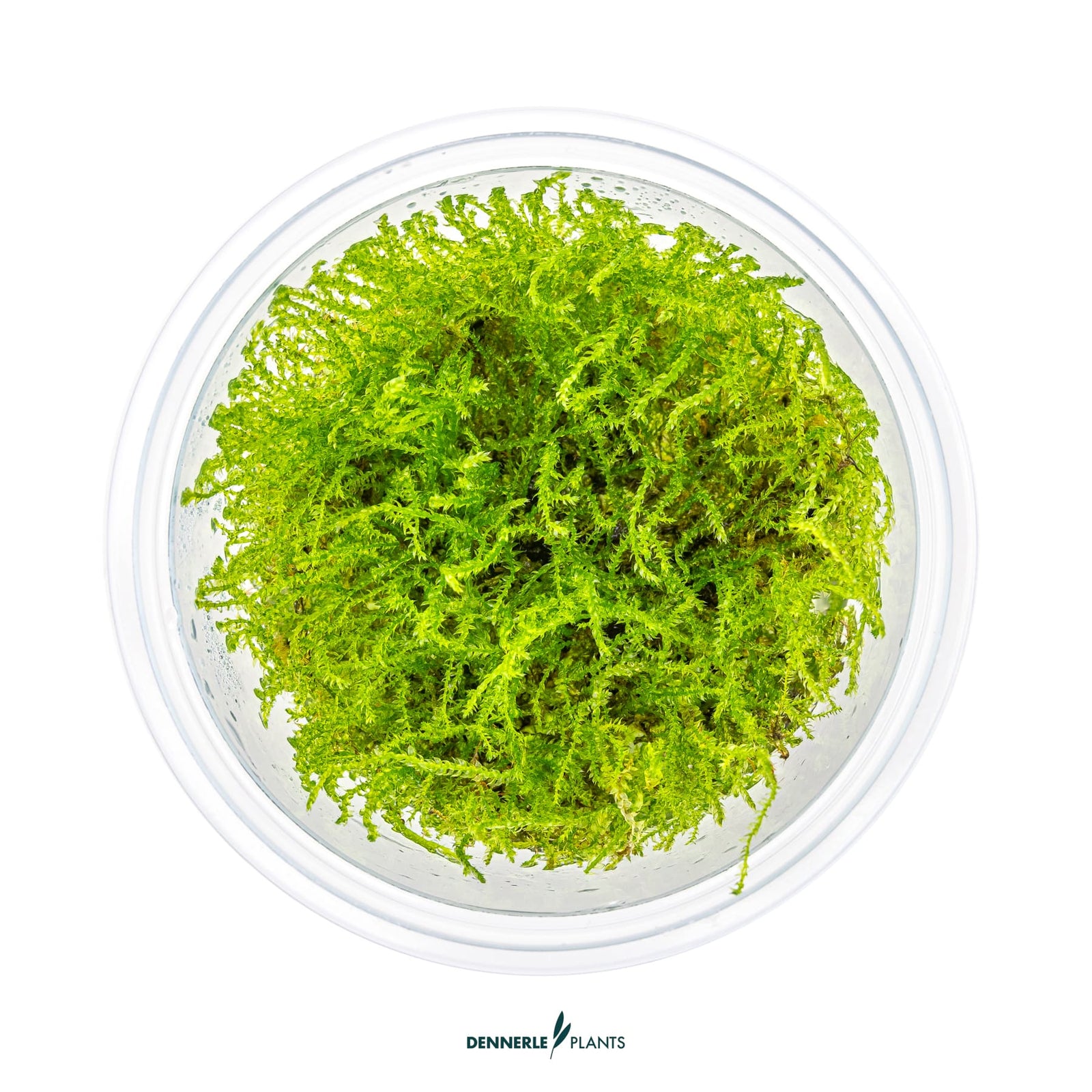 Taxiphyllum barbieri 'Bogor Moss' - Java moss | Easy Moss for Hardscape
